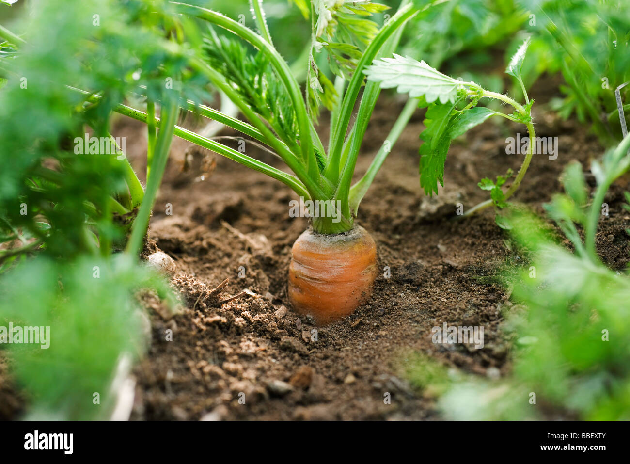 Carrot growing in vegetable garden Stock Photo - Alamy