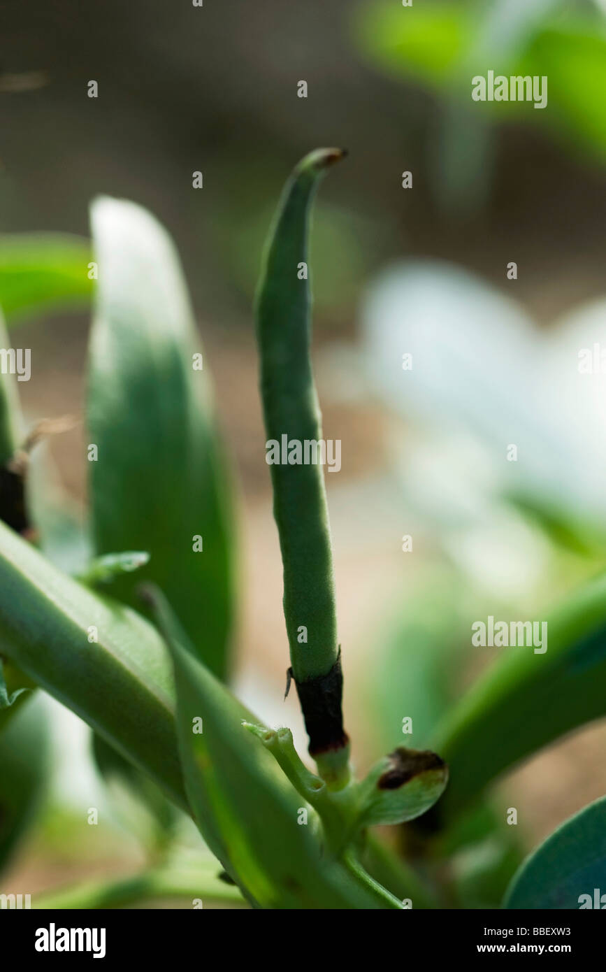 Broad bean pod hi-res stock photography and images - Alamy