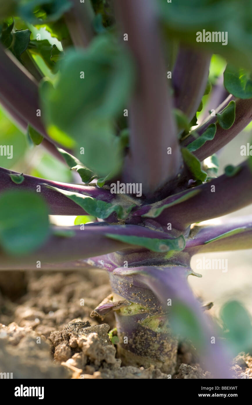 Stalk of plant, close-up Stock Photo - Alamy