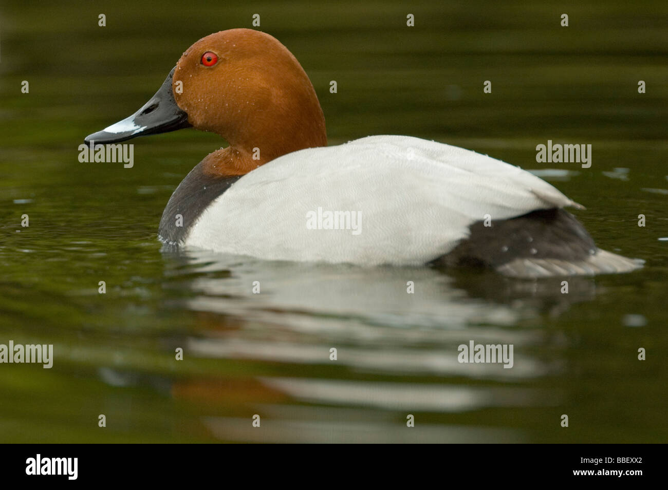 Male common pochard aythya hi-res stock photography and images - Alamy