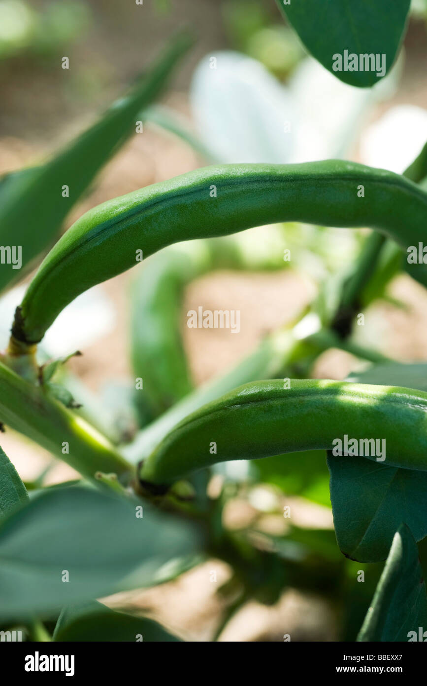 Broad bean pods growing on plant Stock Photo - Alamy