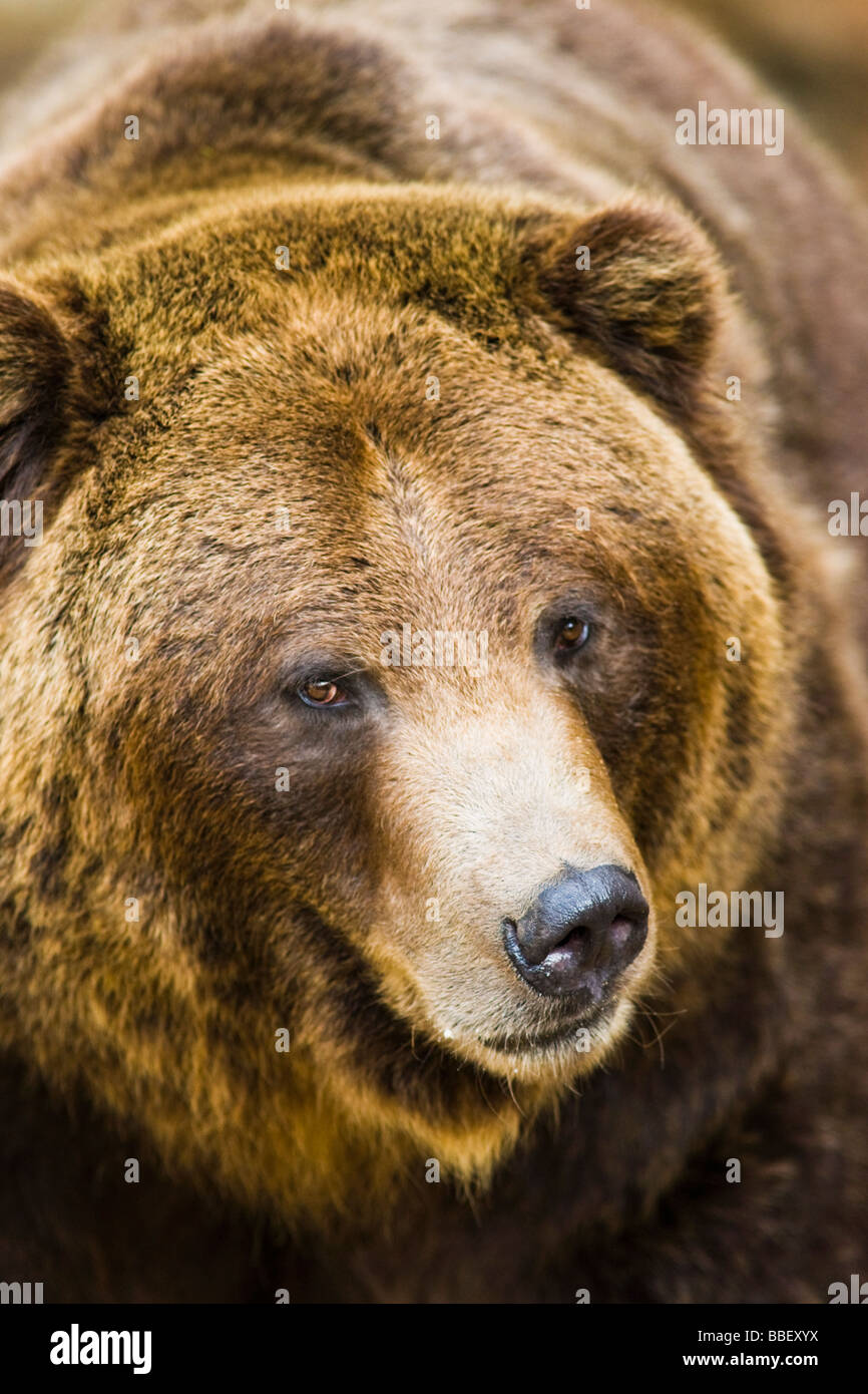 Close up grizzly bear hi-res stock photography and images - Alamy
