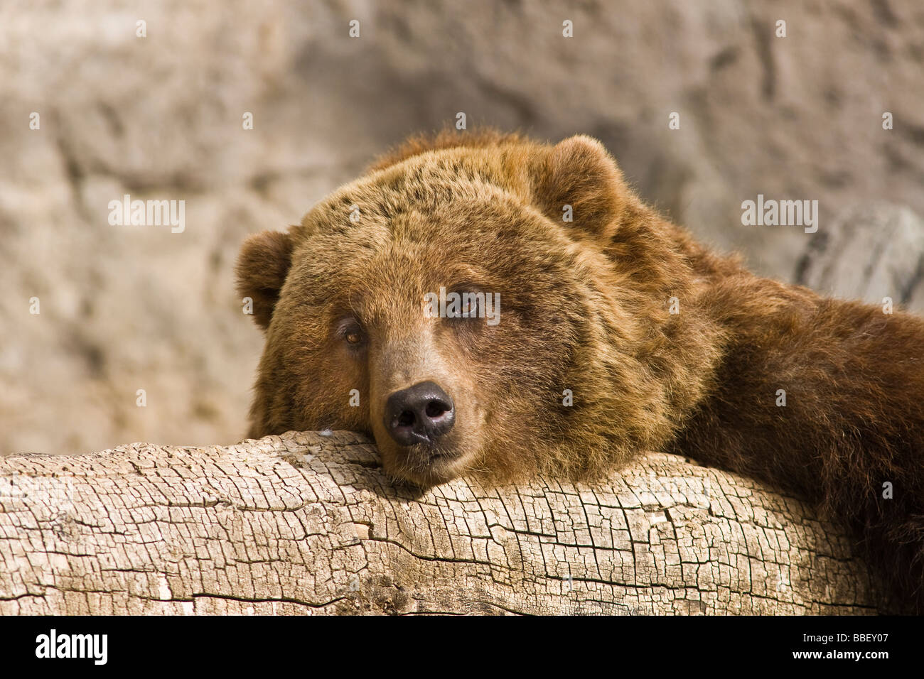 Grizzly Bear relaxing on a log Stock Photo - Alamy
