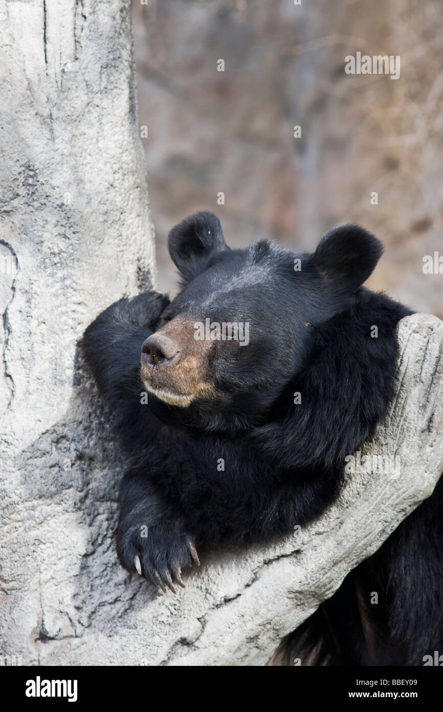Asian black bear in hi-res stock photography and images - Alamy