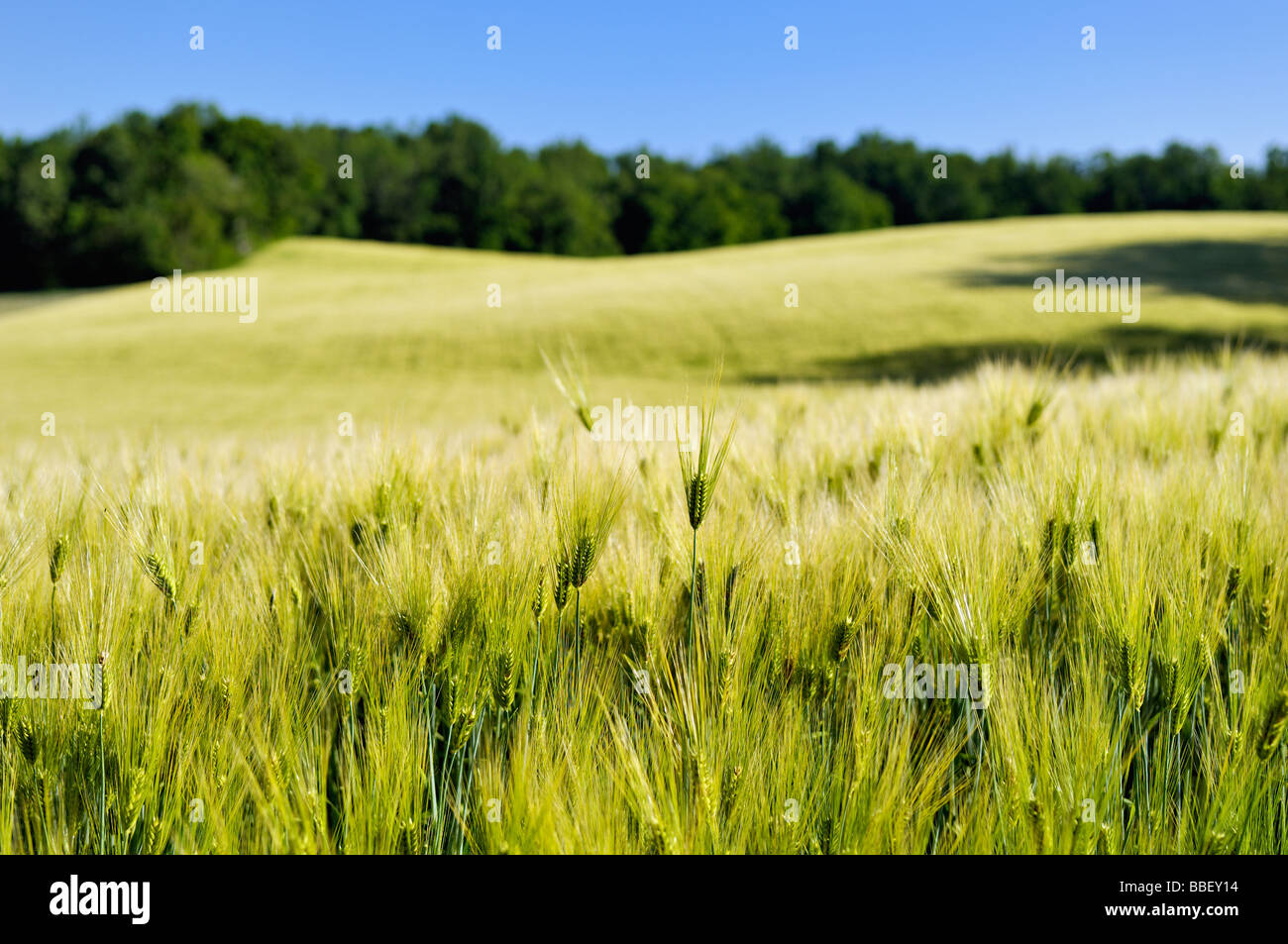 Midwestern Wheat Field in Harrison County Indiana Stock Photo - Alamy