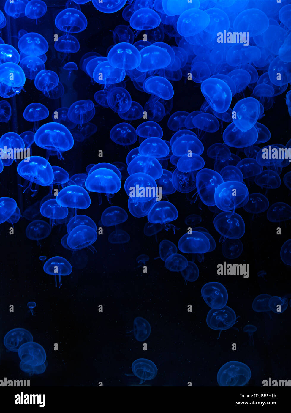 Jellyfish swarm moon hi-res stock photography and images - Alamy Jellyfish swarm moon hi-res stock photography and images - Alamy