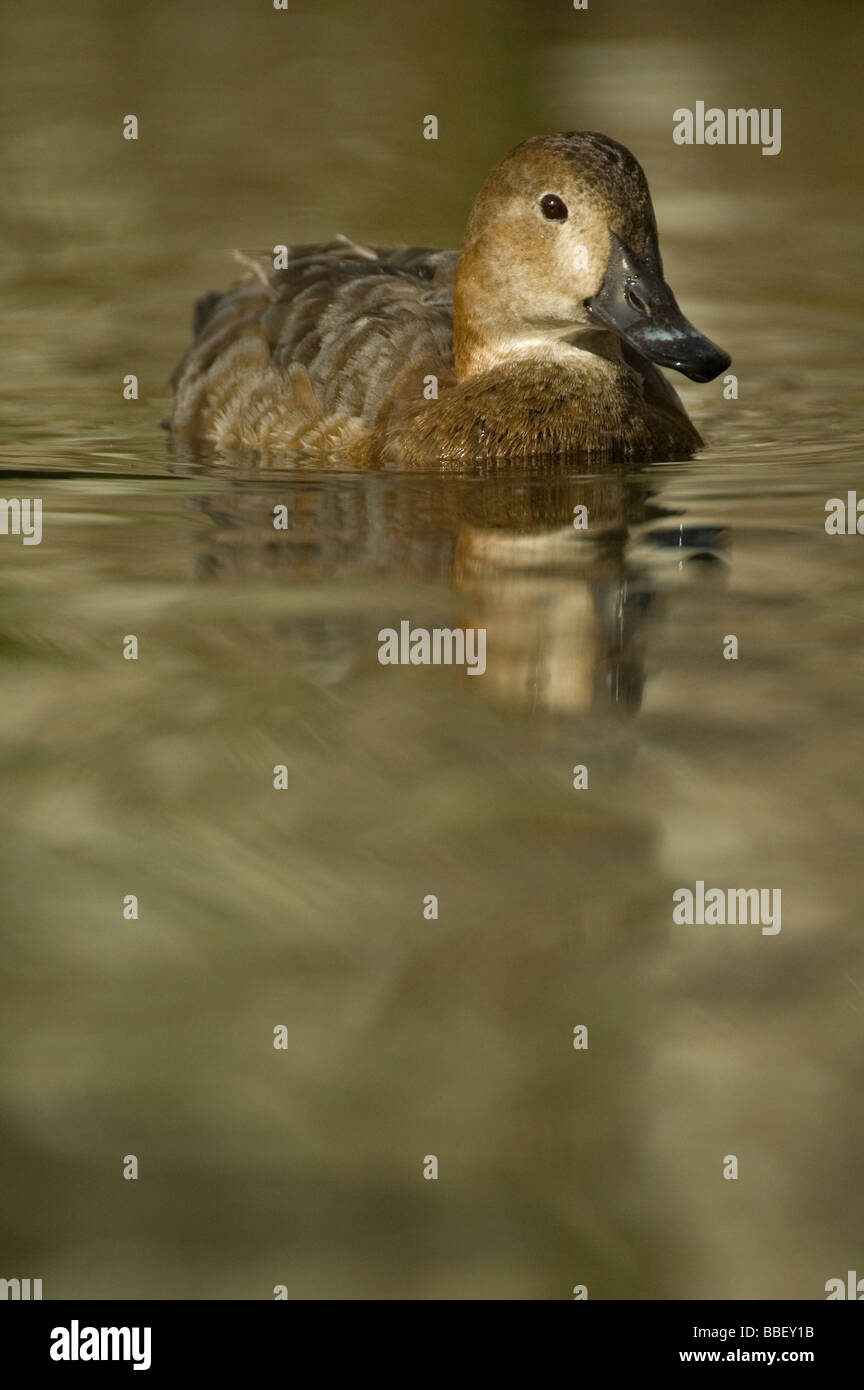 Female common Pochard (Aythya ferina Stock Photo - Alamy