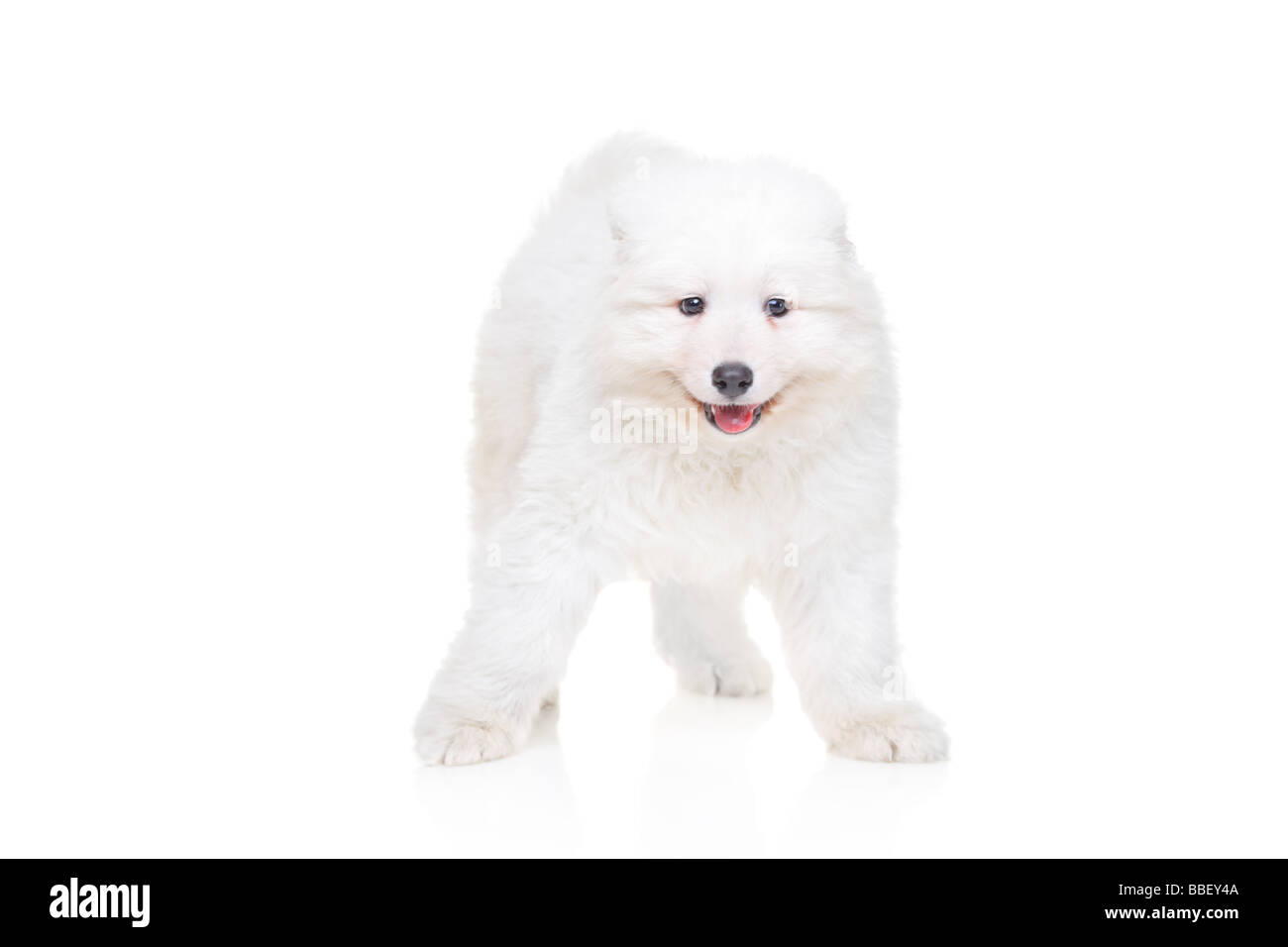 Happy samoyed Cut Out Stock Images & Pictures - Alamy
