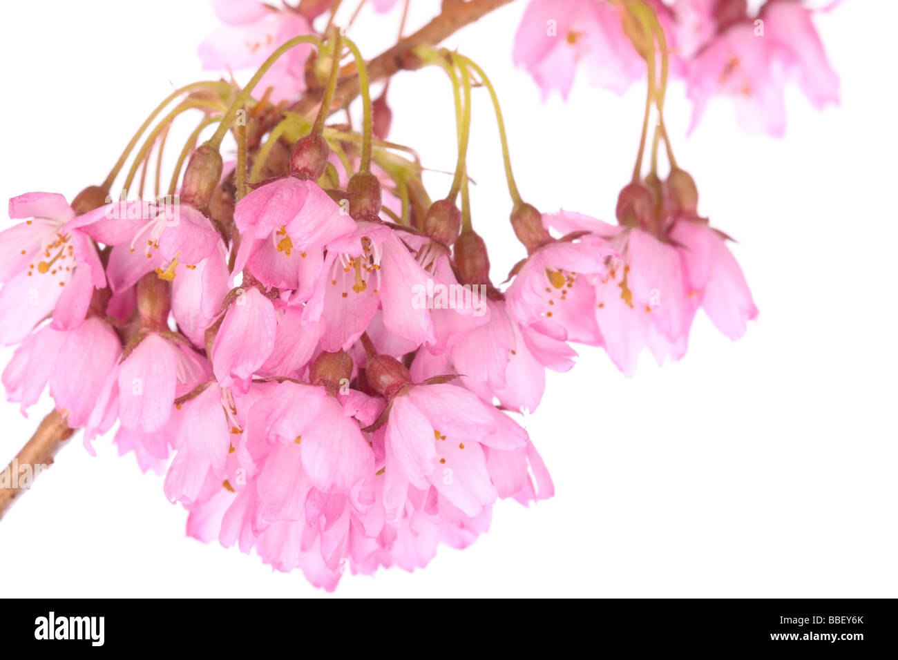 Pink spring tree blossoms isolated over white background Stock Photo ...