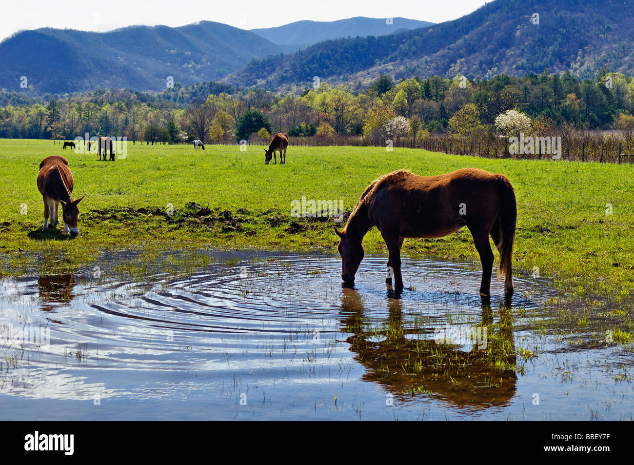 Horse Drinking Water and Donkey Grazing in Cades Cove in the Great ...