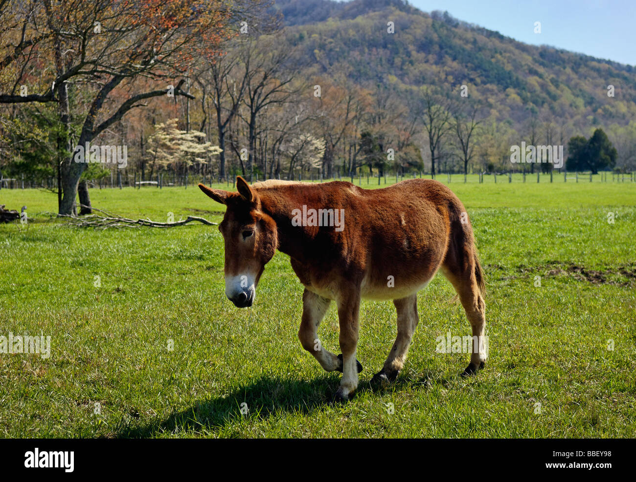 Mule Walking through Pasture in Cades Cove in the Great Smoky Mountains ...