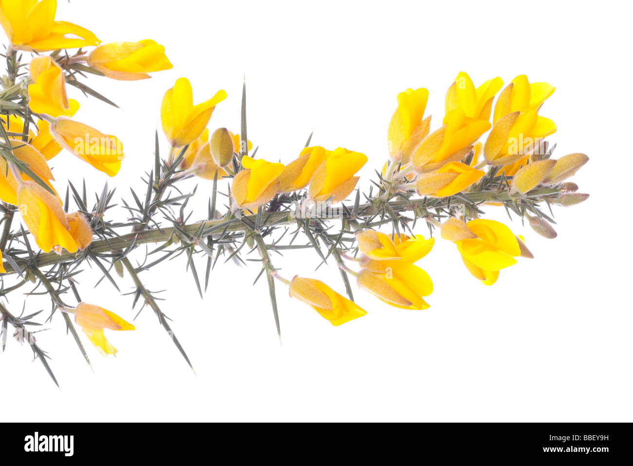Spring flowers shrub isolated over white Stock Photo - Alamy
