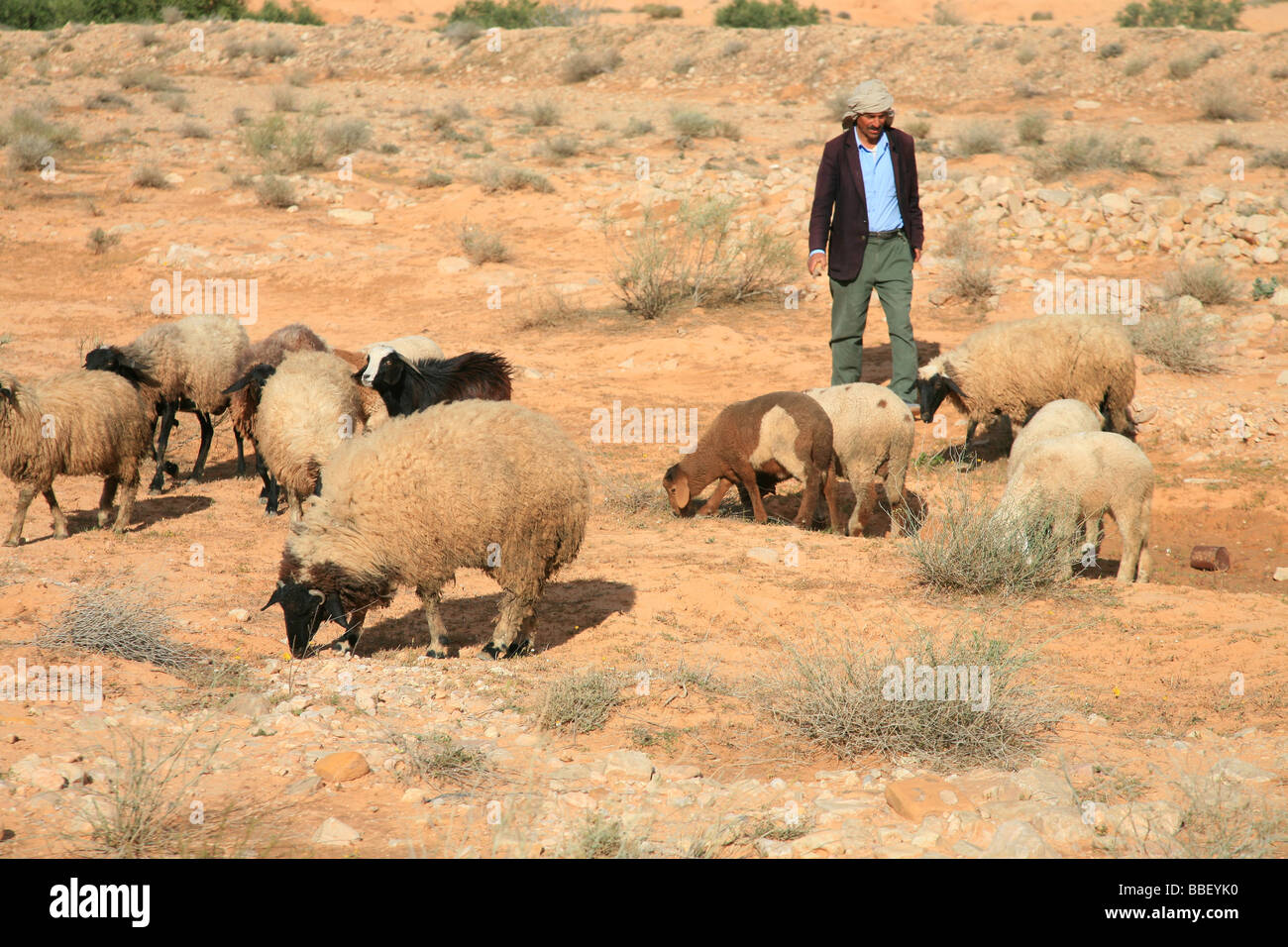 Shepherd tending his herd of sheep near Tataouine, Tunisia Stock Photo ...