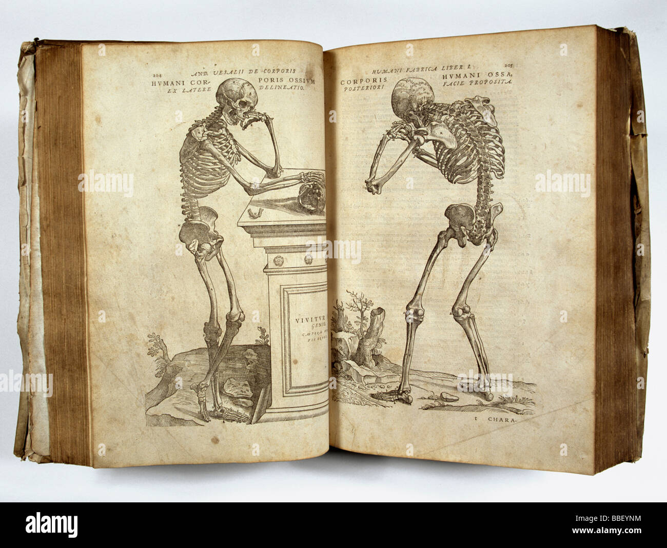 Exeter Cathedral: Medical Book With Skeletons Stock Photo - Alamy