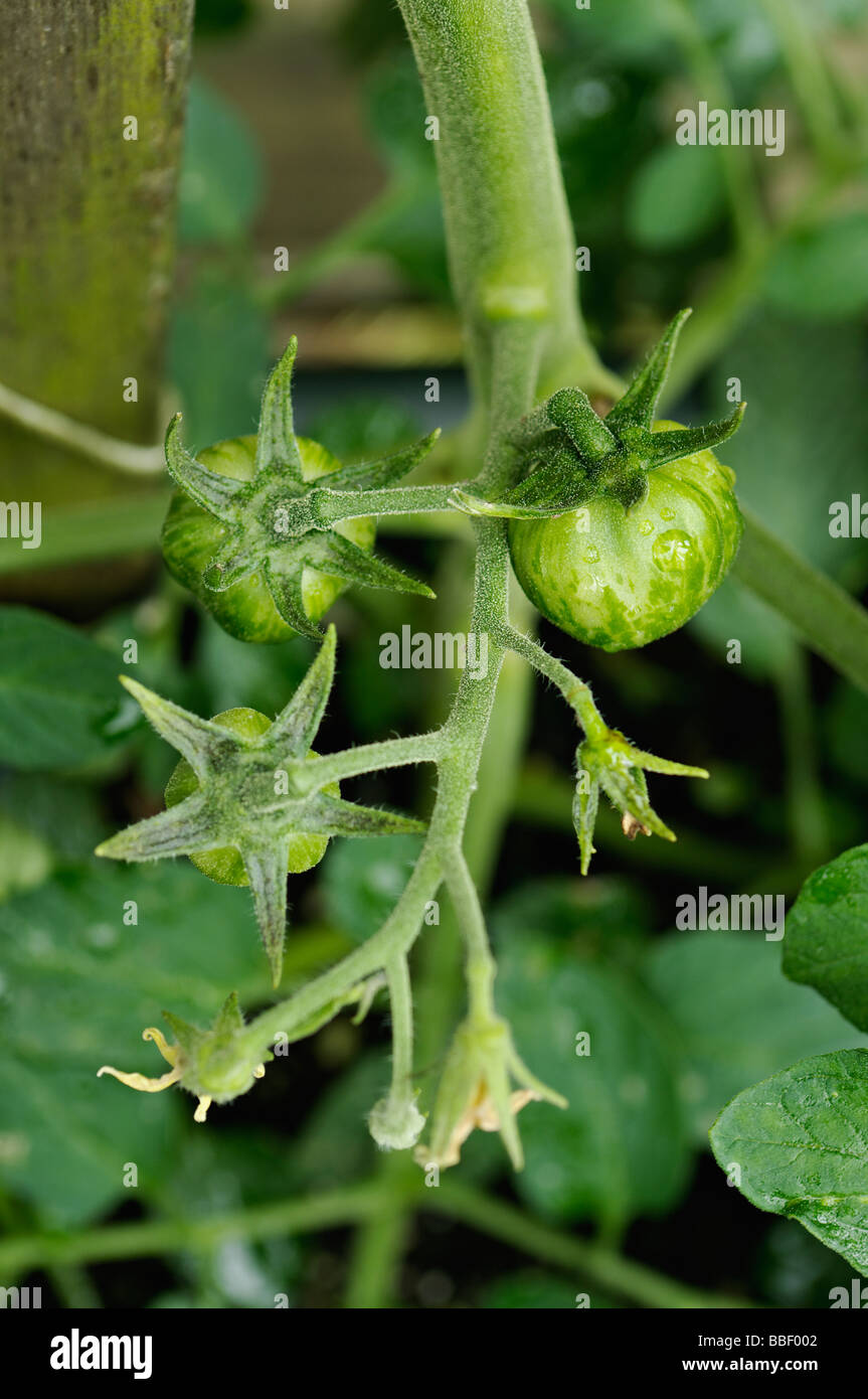 Green zebra tomatoe hi-res stock photography and images - Alamy