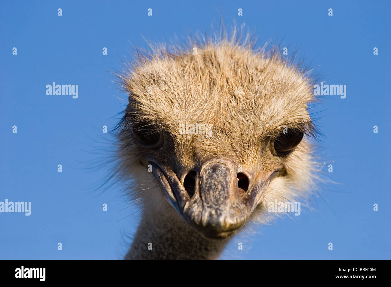 Ostrich blue eyes hi-res stock photography and images - Alamy