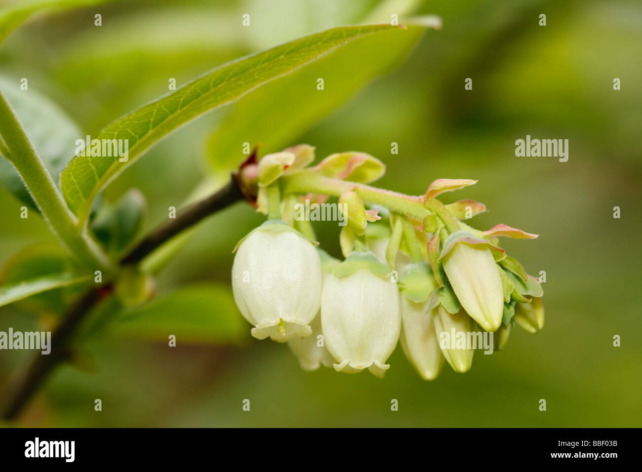 Blueberry plant hi-res stock photography and images - Alamy