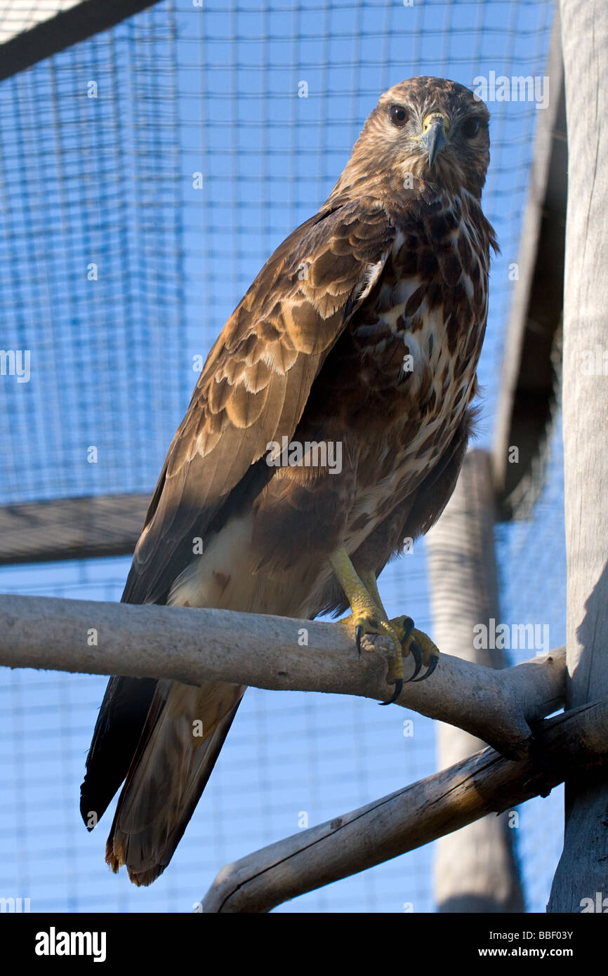 closeup of big wild falcon in cage Stock Photo - Alamy