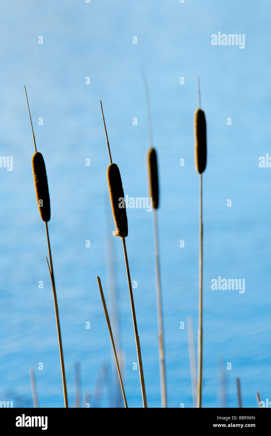 Bull Rushes, or cats tails, at the side of a pond at Priddy in the ...
