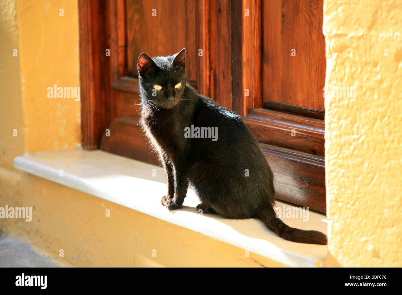 Black cat enjoying the spring sun Stock Photo - Alamy