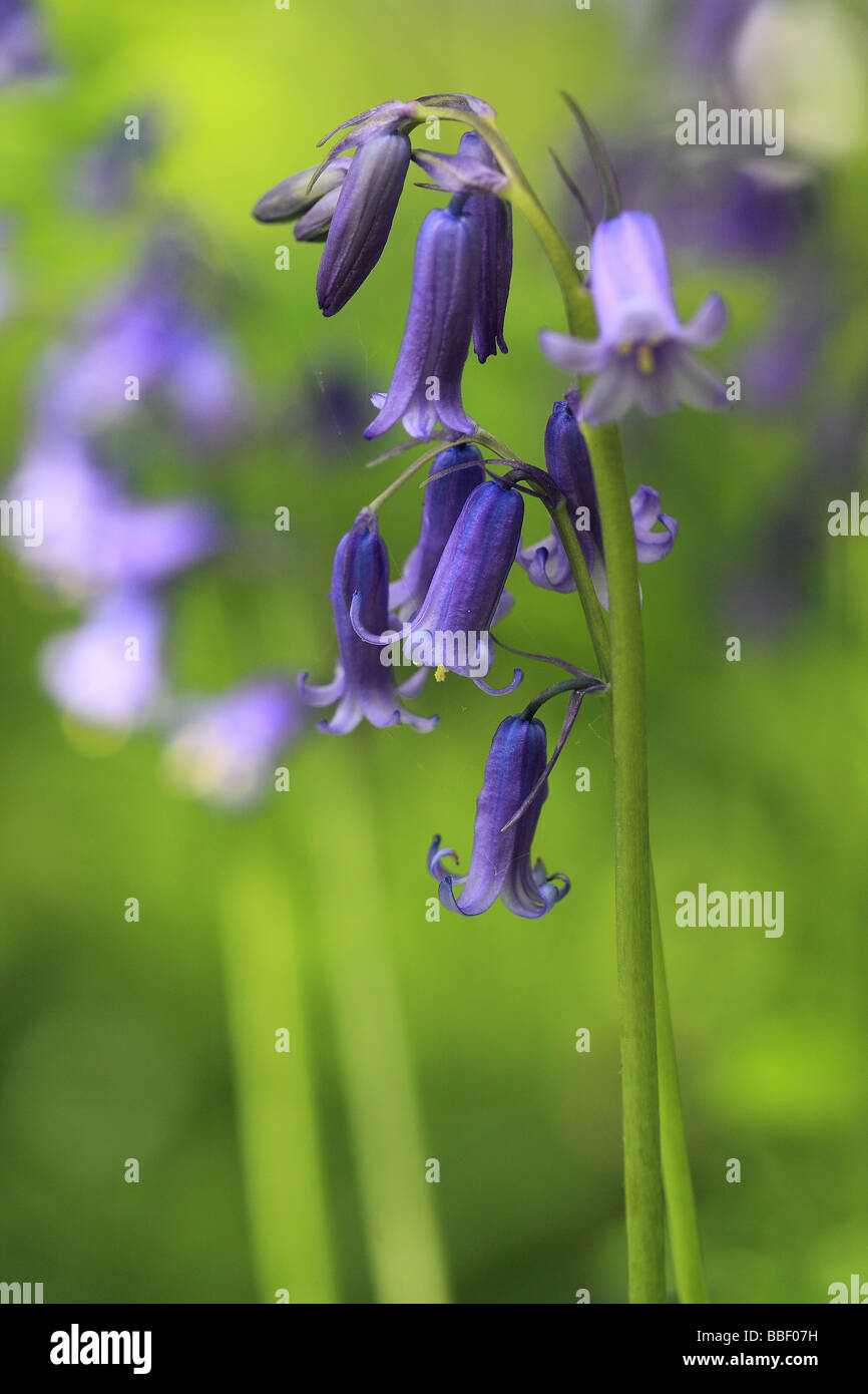 Bluebells in flower english hi-res stock photography and images - Alamy