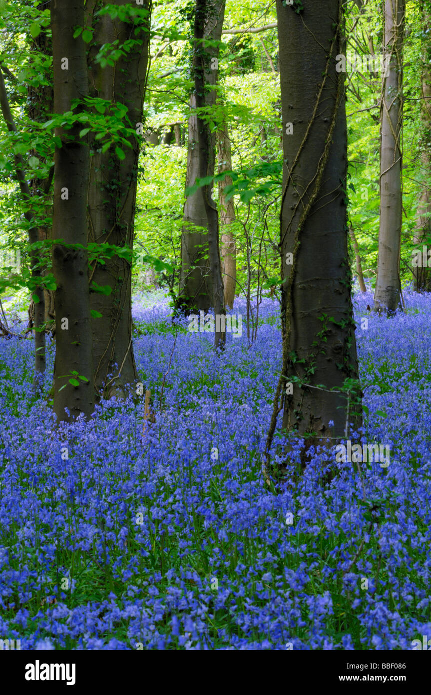 Bluebells in Standish Wood in the Cotswolds near Stroud ...