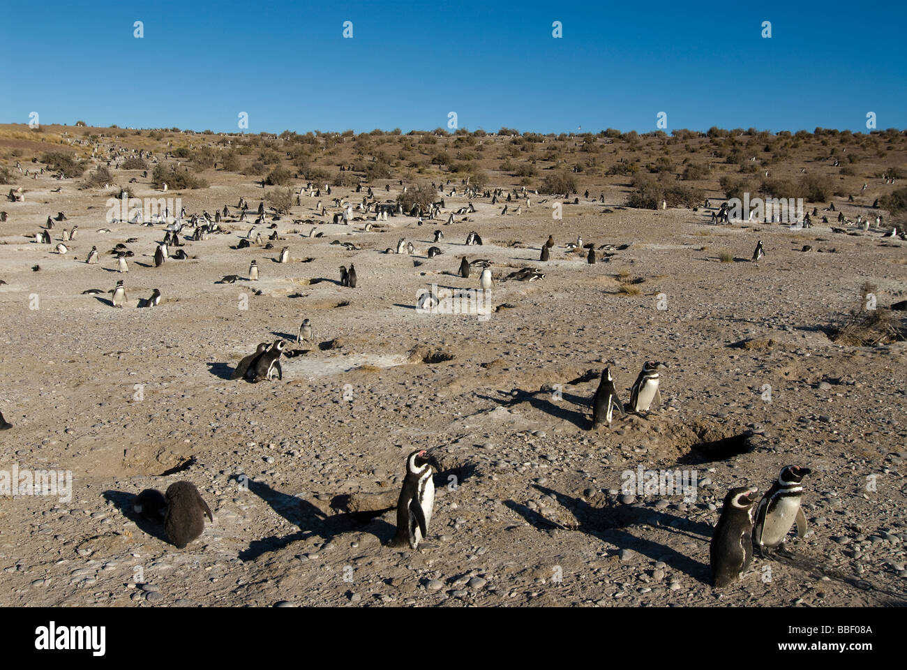 Magellanic penguin colony patagonia hi-res stock photography and images ...