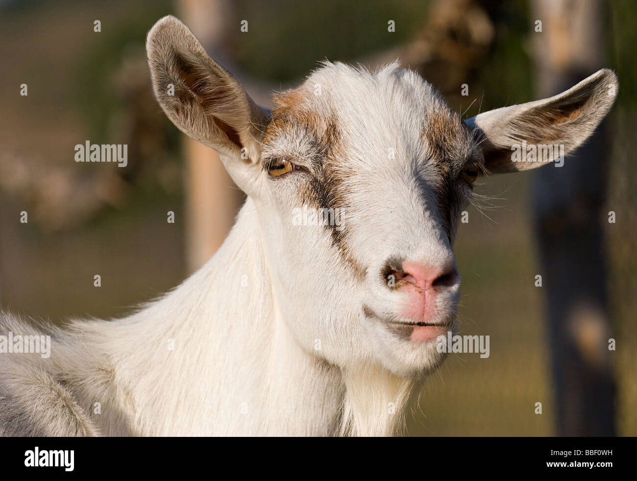Goat field animal head hi-res stock photography and images - Alamy