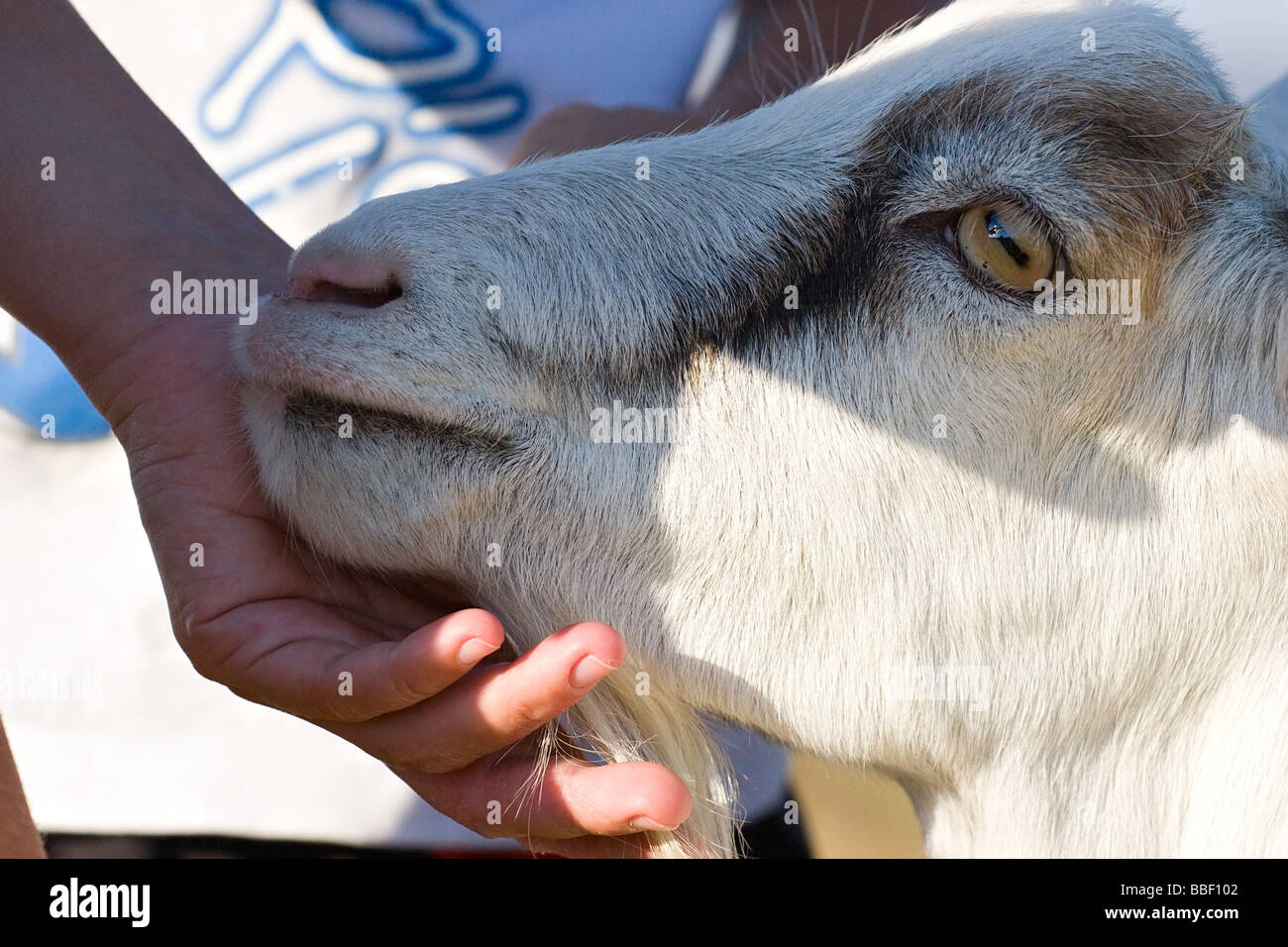 Goat eye close up hi-res stock photography and images - Alamy