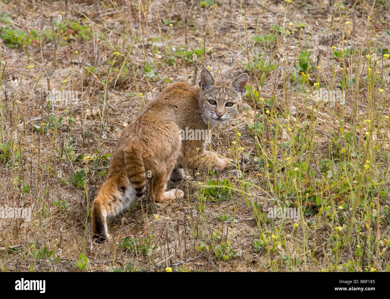 Bobcats Eating Habits