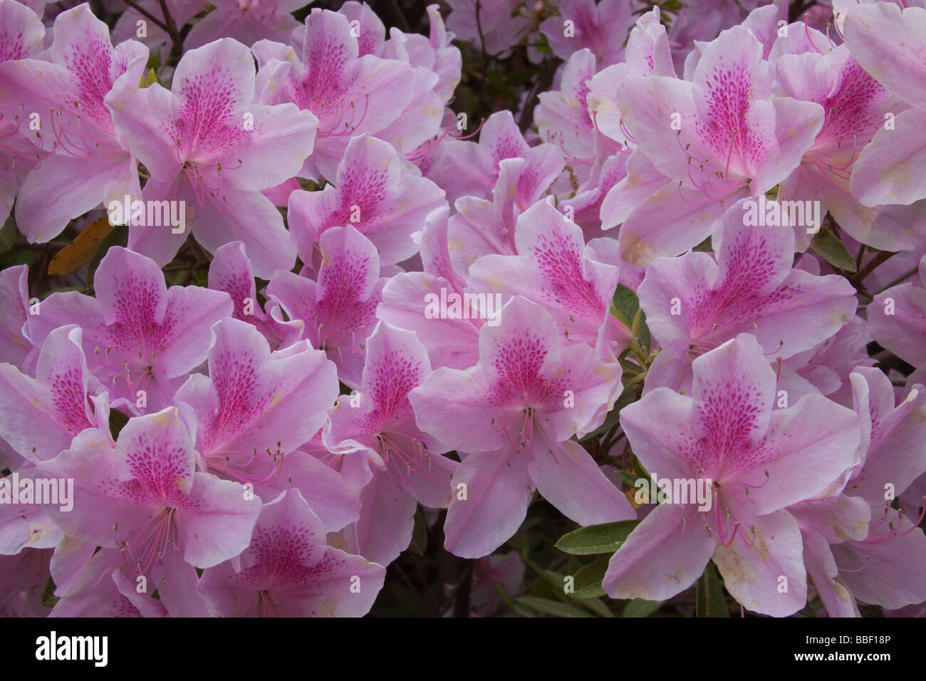 Azaleas hi-res stock photography and images - Alamy