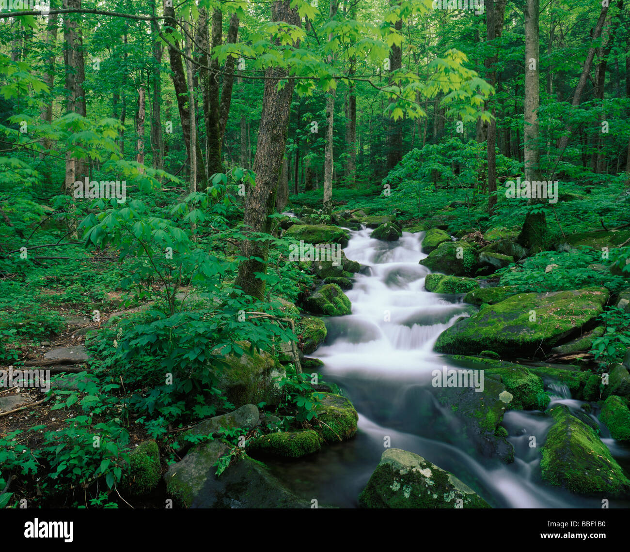Appalachian forest hi-res stock photography and images - Alamy