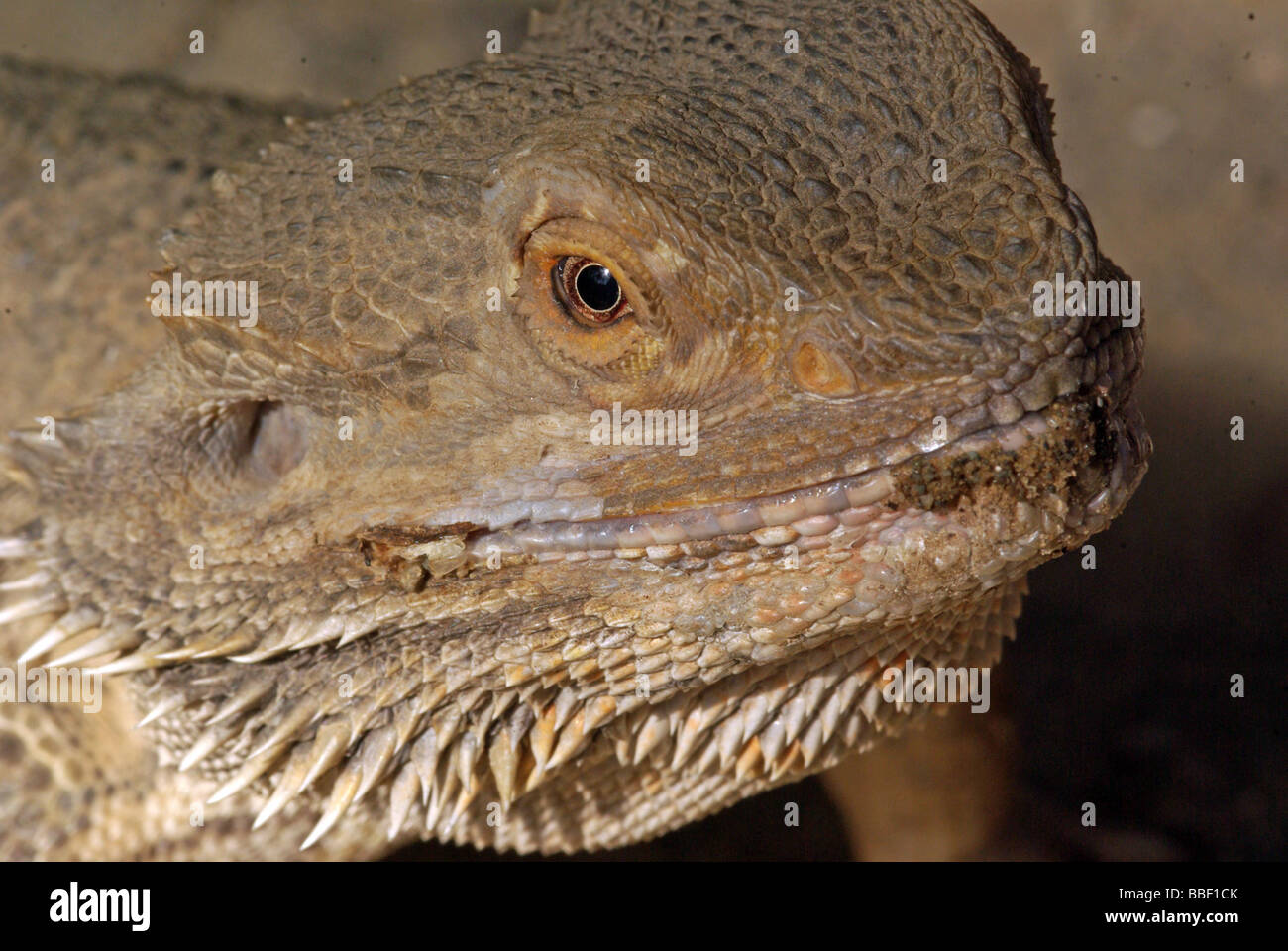 Bearded dragon - Pogona vitticeps Stock Photo - Alamy