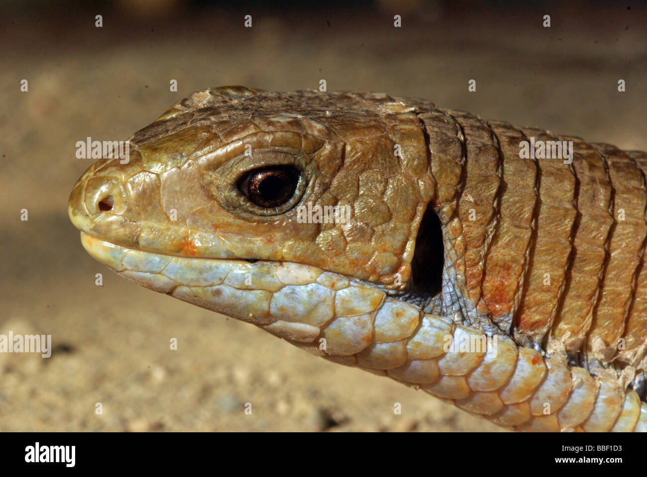Major plated lizard - Gerrhosaurus major Stock Photo - Alamy