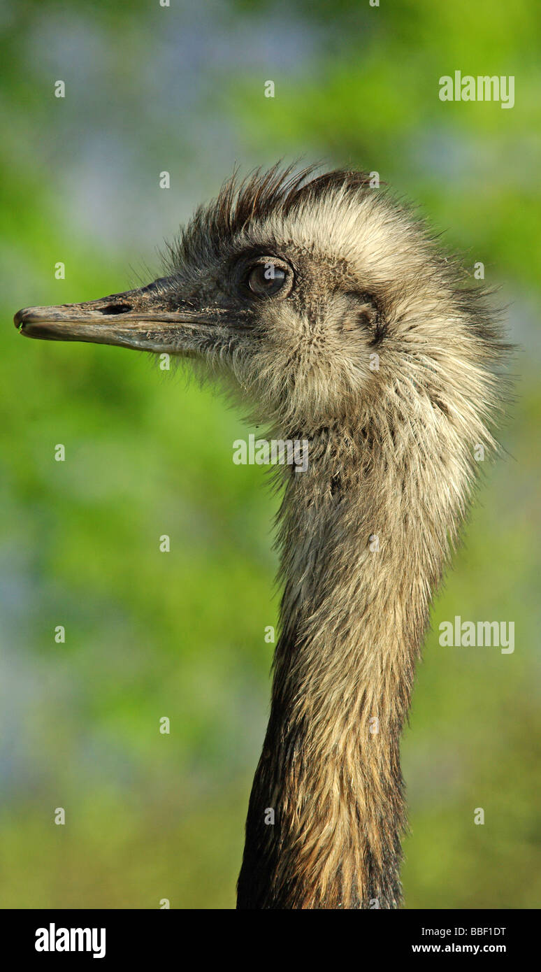 Greater rhea - Rhea americana Stock Photo - Alamy