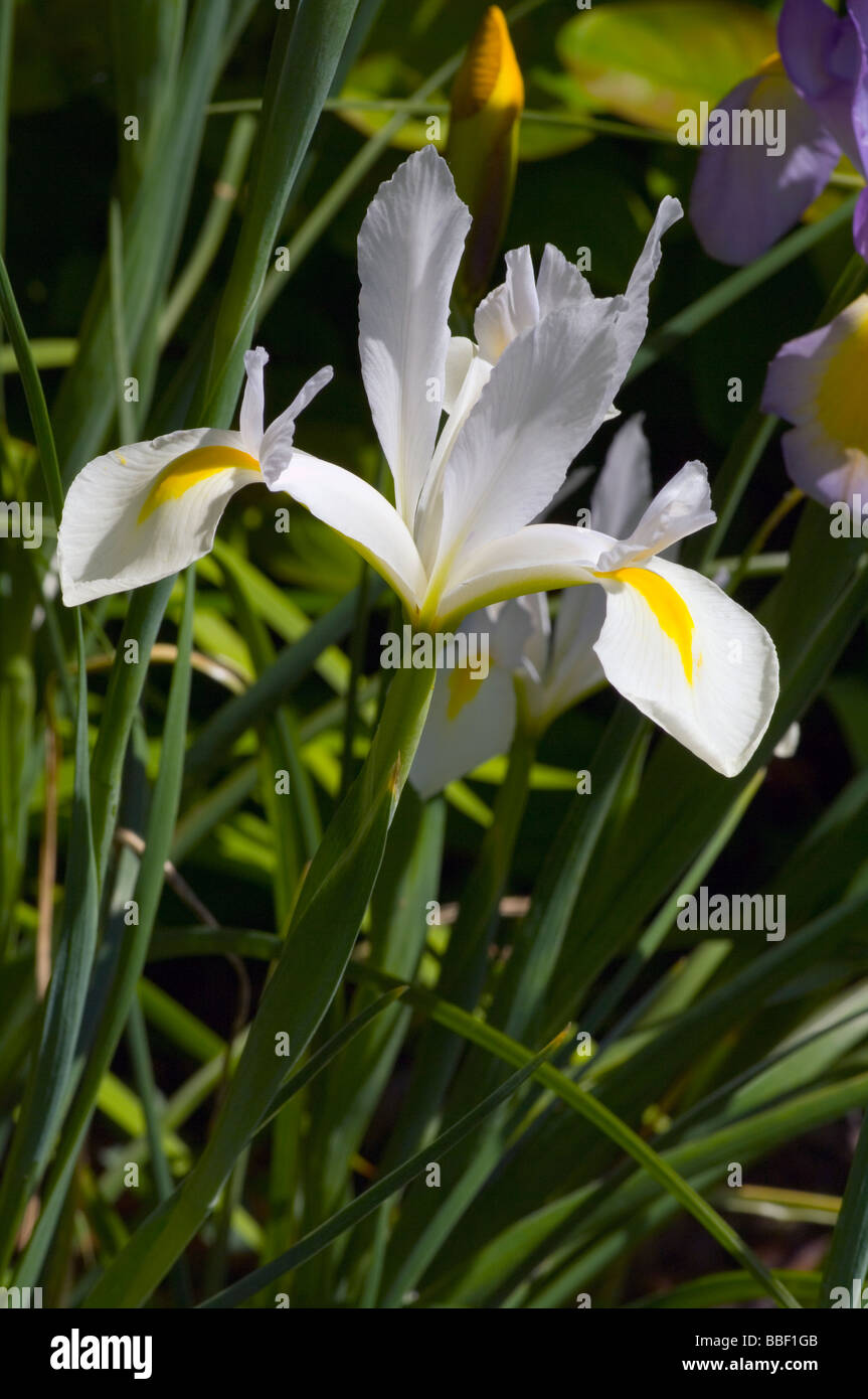 Iris xiphium White and Yellow Dutch Iris Stock Photo - Alamy