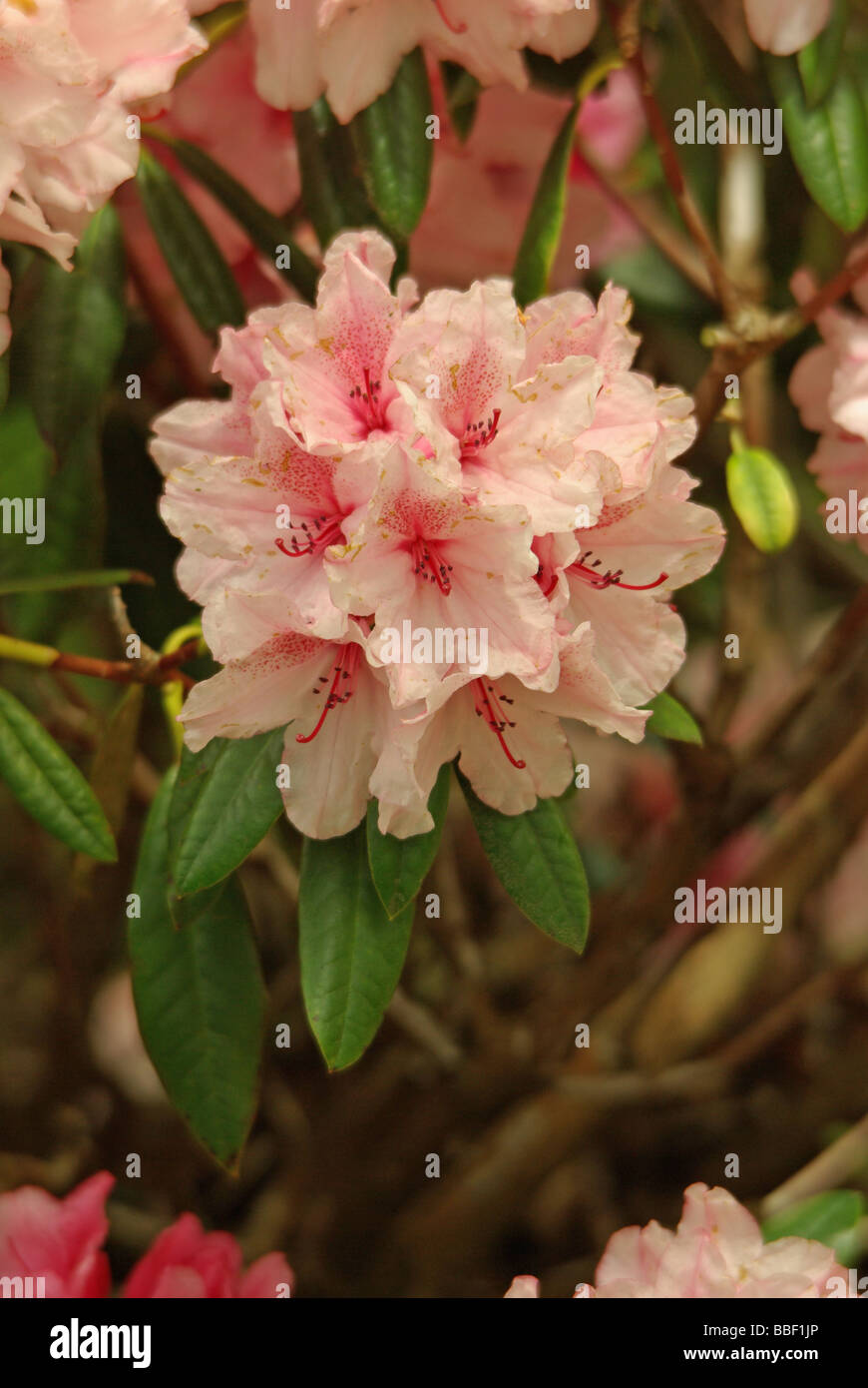 Rhododendrons garden hi-res stock photography and images - Alamy