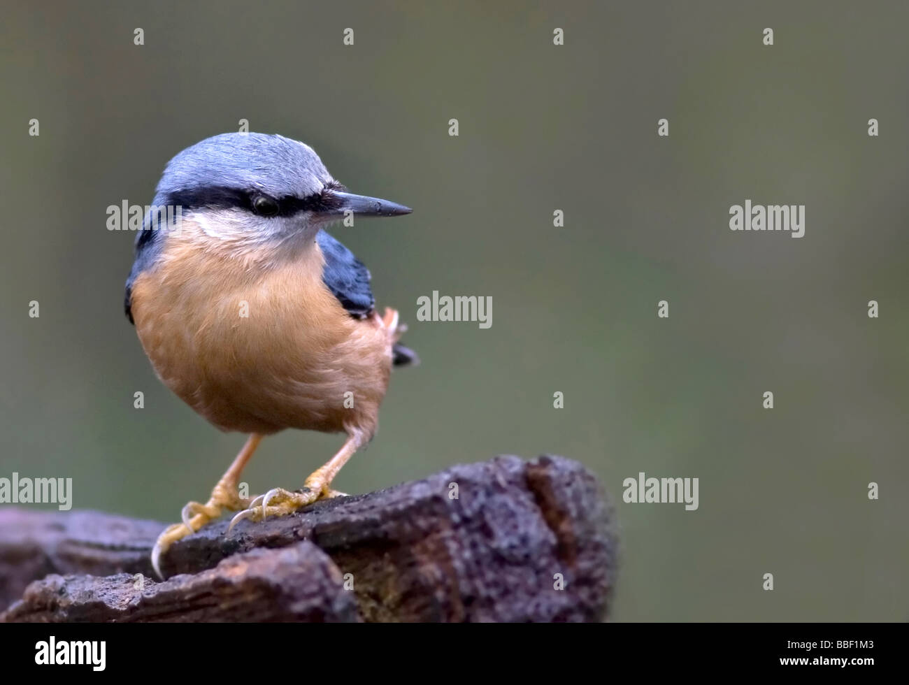 Nut hatch nuthatch hi-res stock photography and images - Alamy
