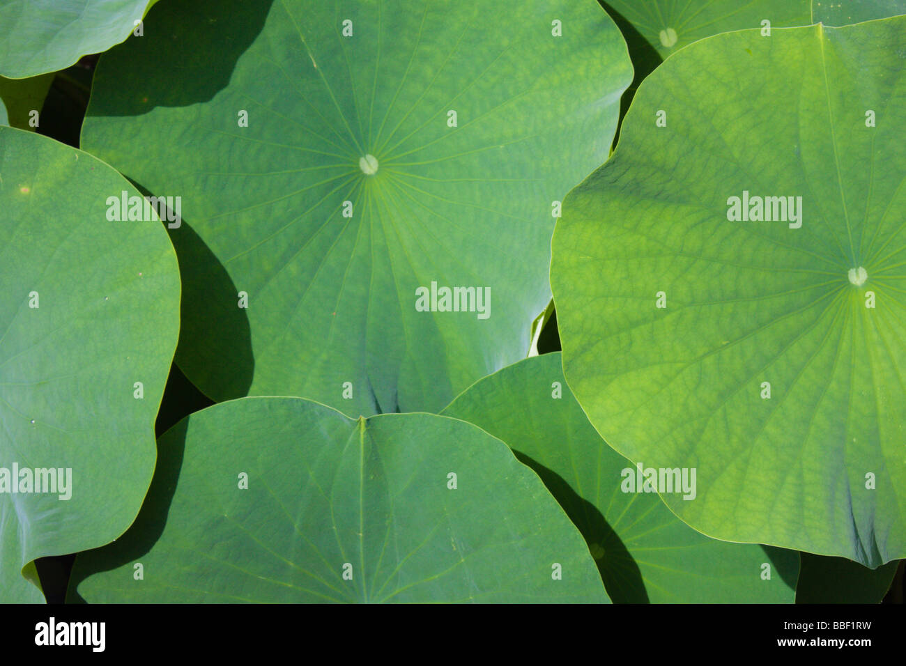 Rain water to gardens hi-res stock photography and images - Alamy