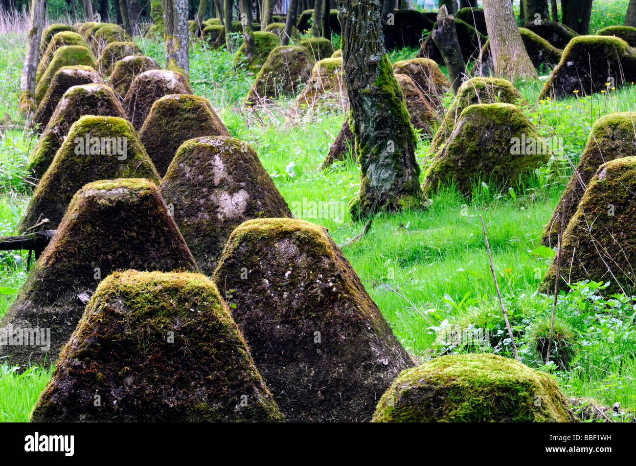 Dragon's teeth tank obstacles in German Siegfried Line, Hollerath ...