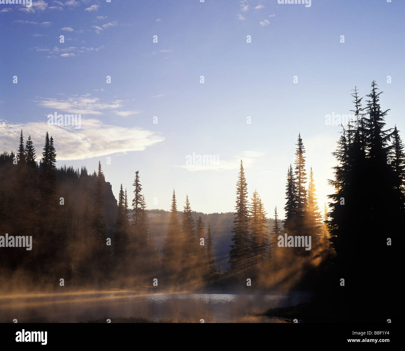 Morning rays pass through trees hi-res stock photography and images - Alamy