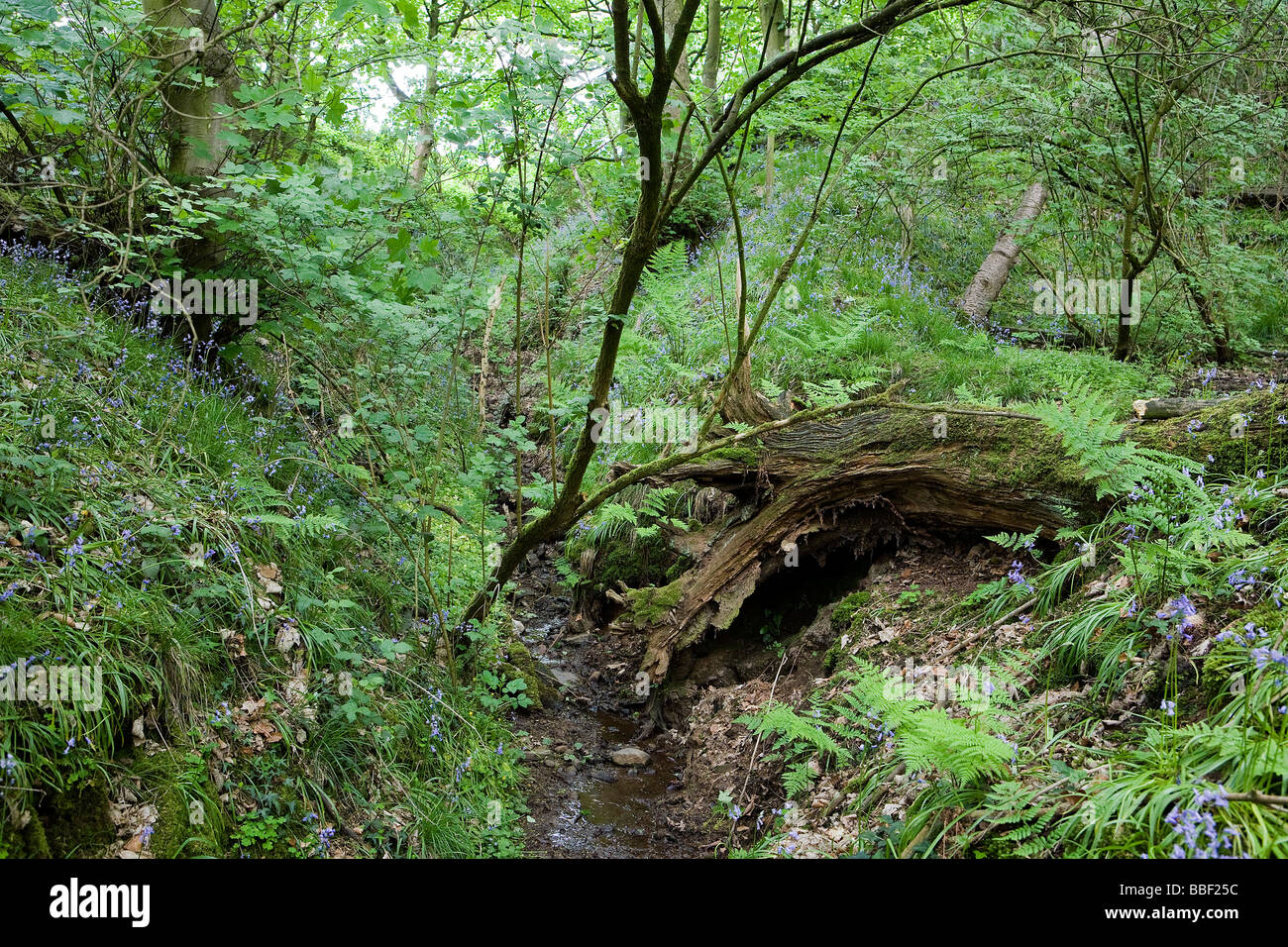A small stream runs through a dense wood with fallen trees, ferns and ...