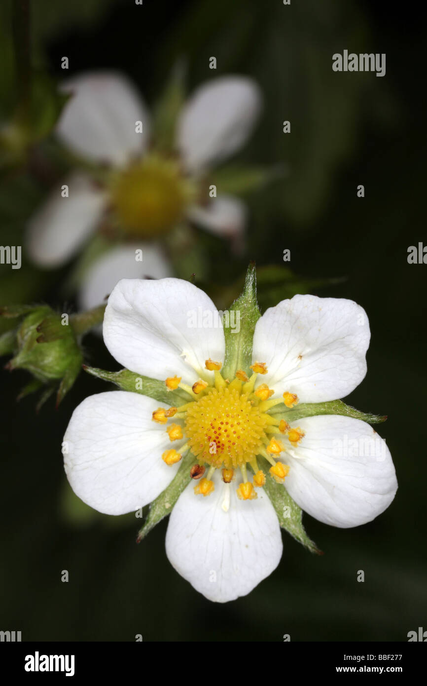 Close-up of a flower of Fragaria spp - common strawberry plant Stock ...