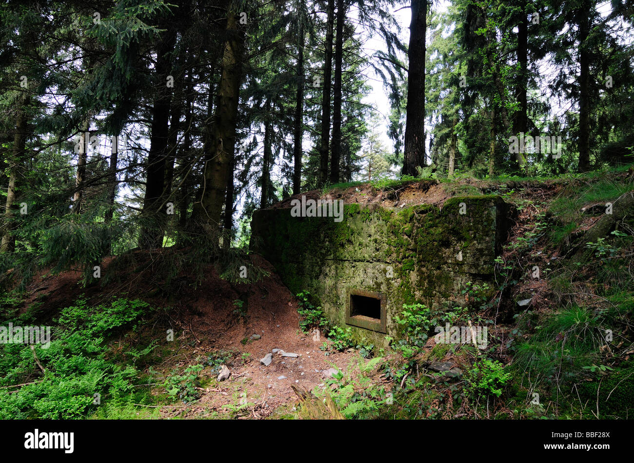 Siegfried Line German bunker in Huertgenwald Forest, Germany Stock ...