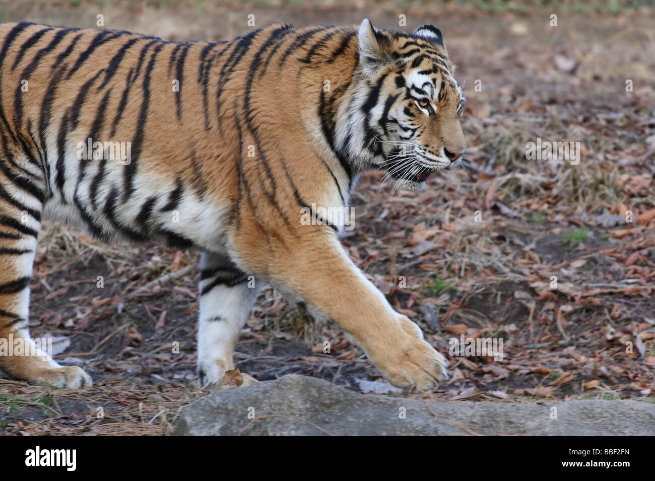 A Close up Photo of a Tiger Stock Photo - Alamy