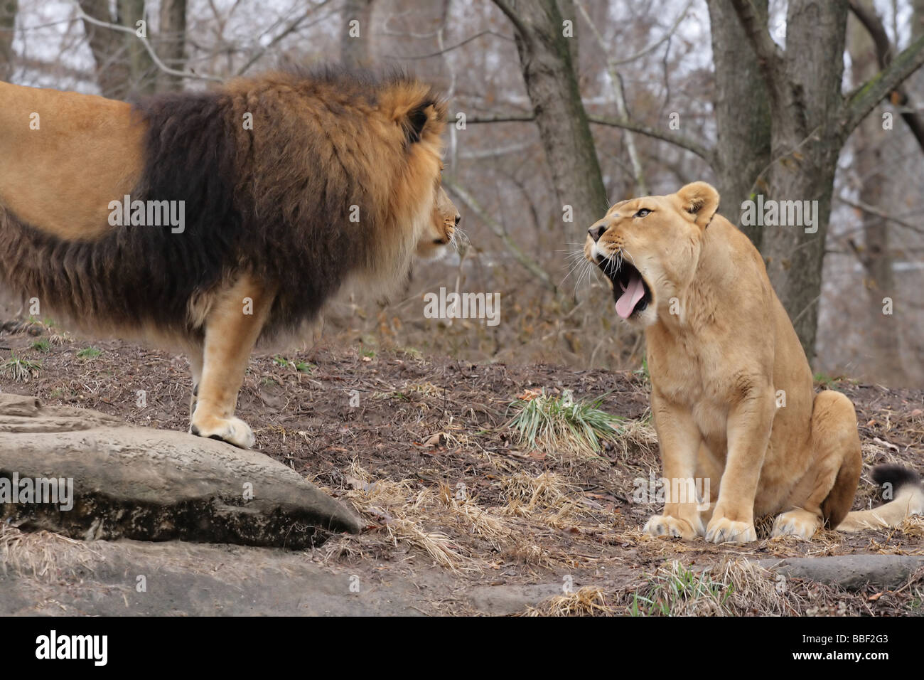 Lion nature hi-res stock photography and images - Alamy