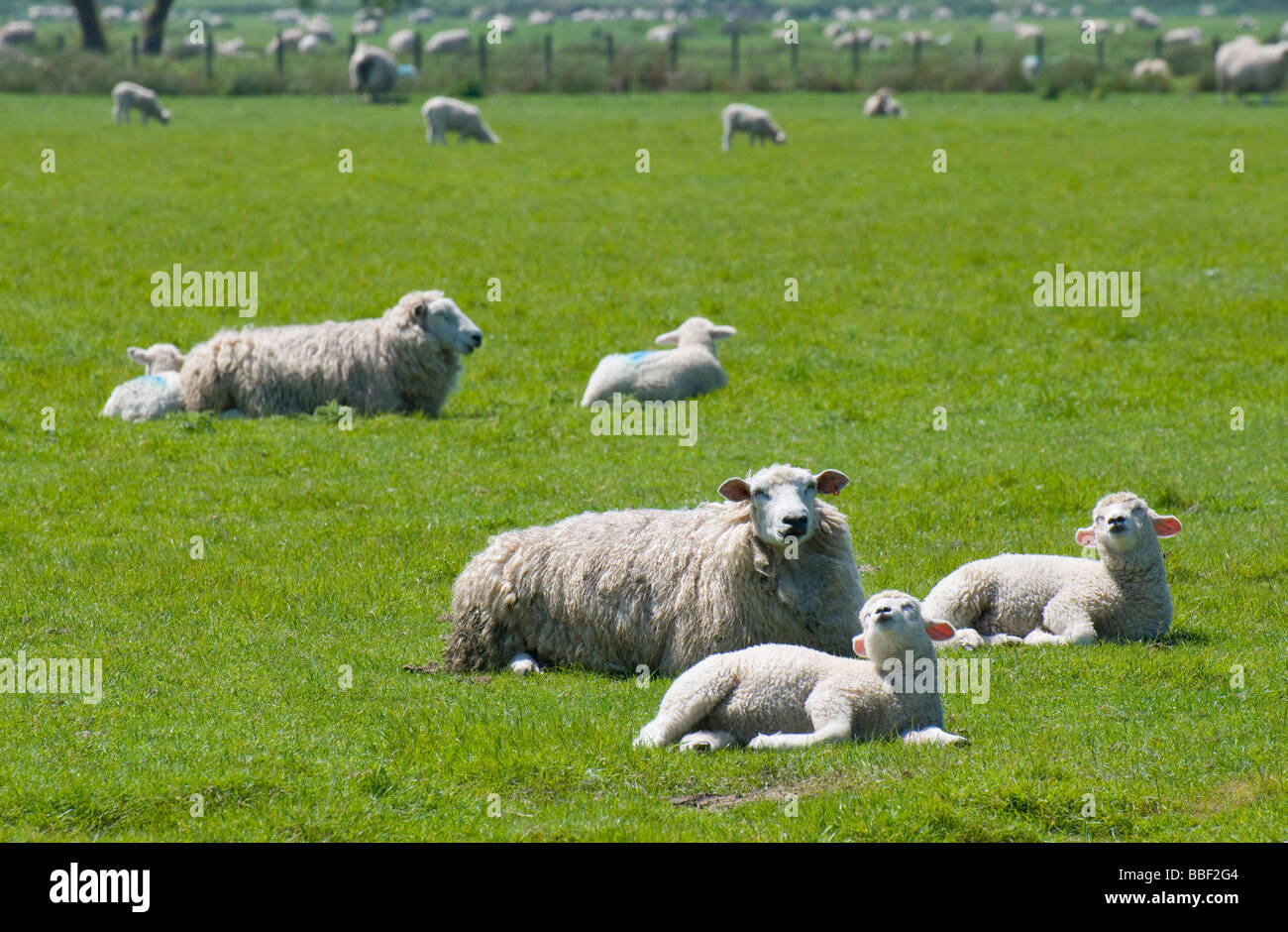 Sheep in a field Stock Photo - Alamy