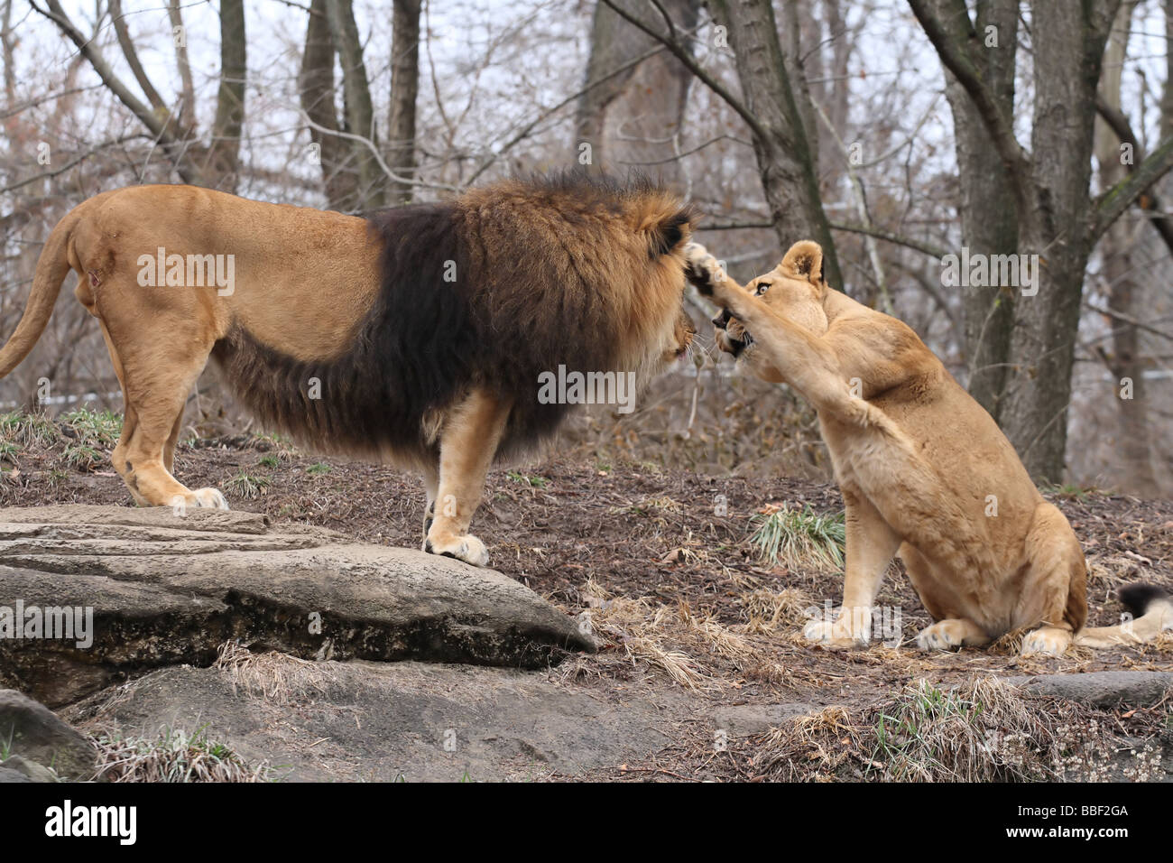 Lion nature hi-res stock photography and images - Alamy