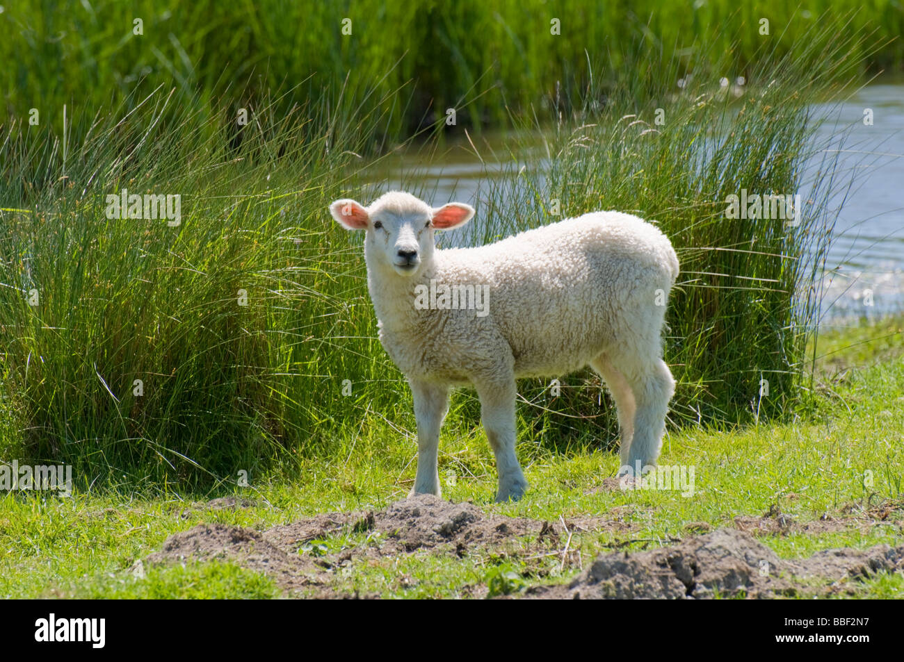 Lamb by a stream Stock Photo - Alamy