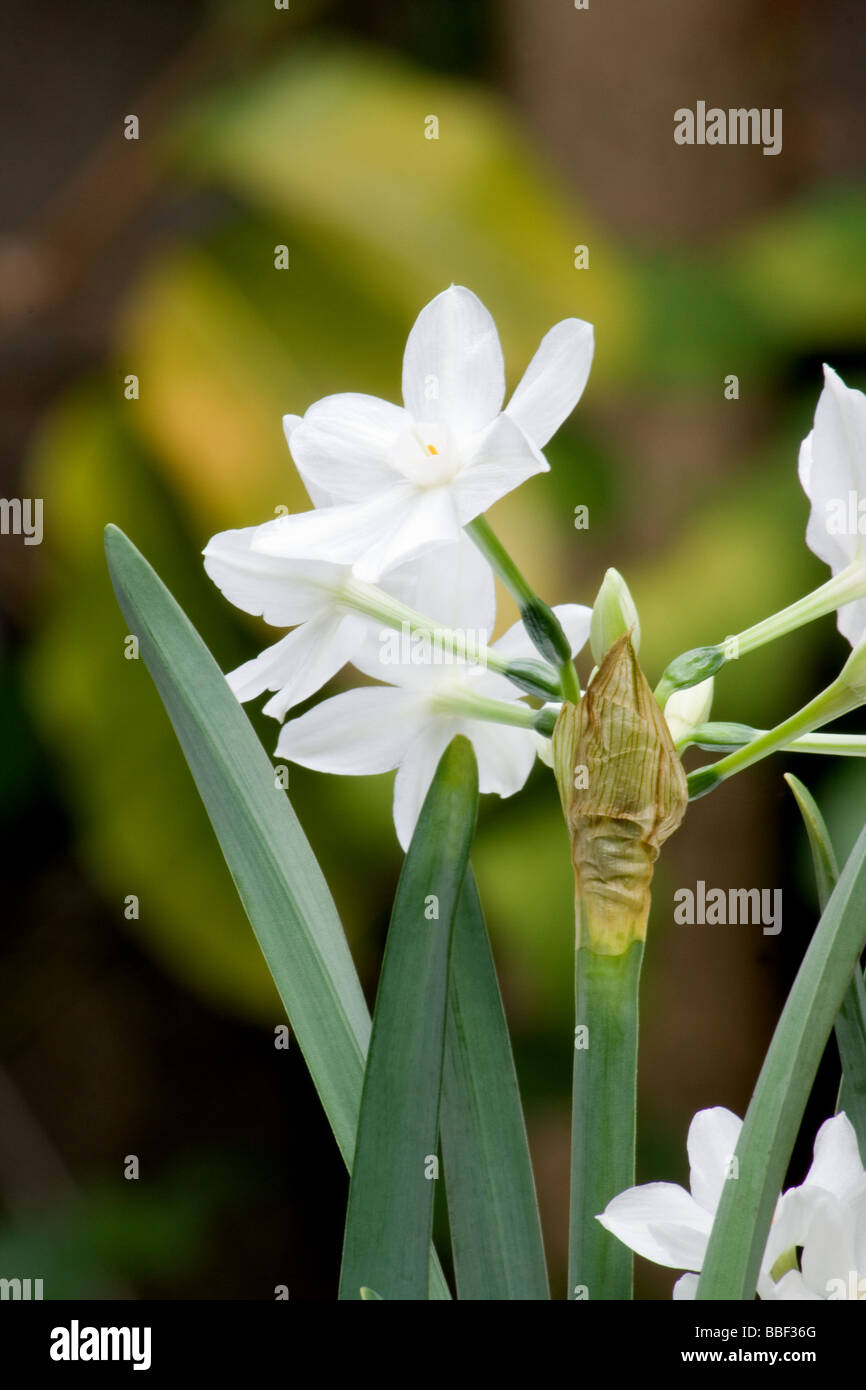 White lily close-up Stock Photo - Alamy